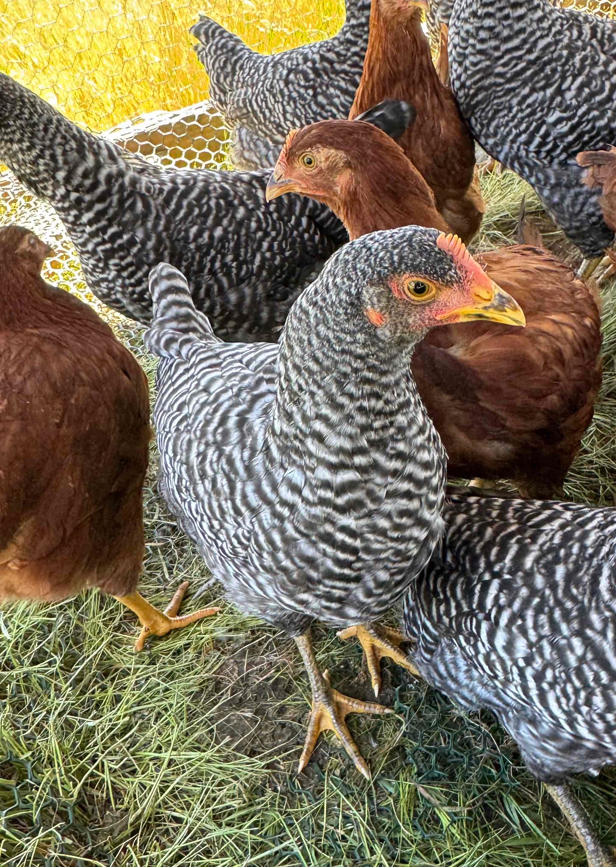 10-Fold Farm | Molalla, OR